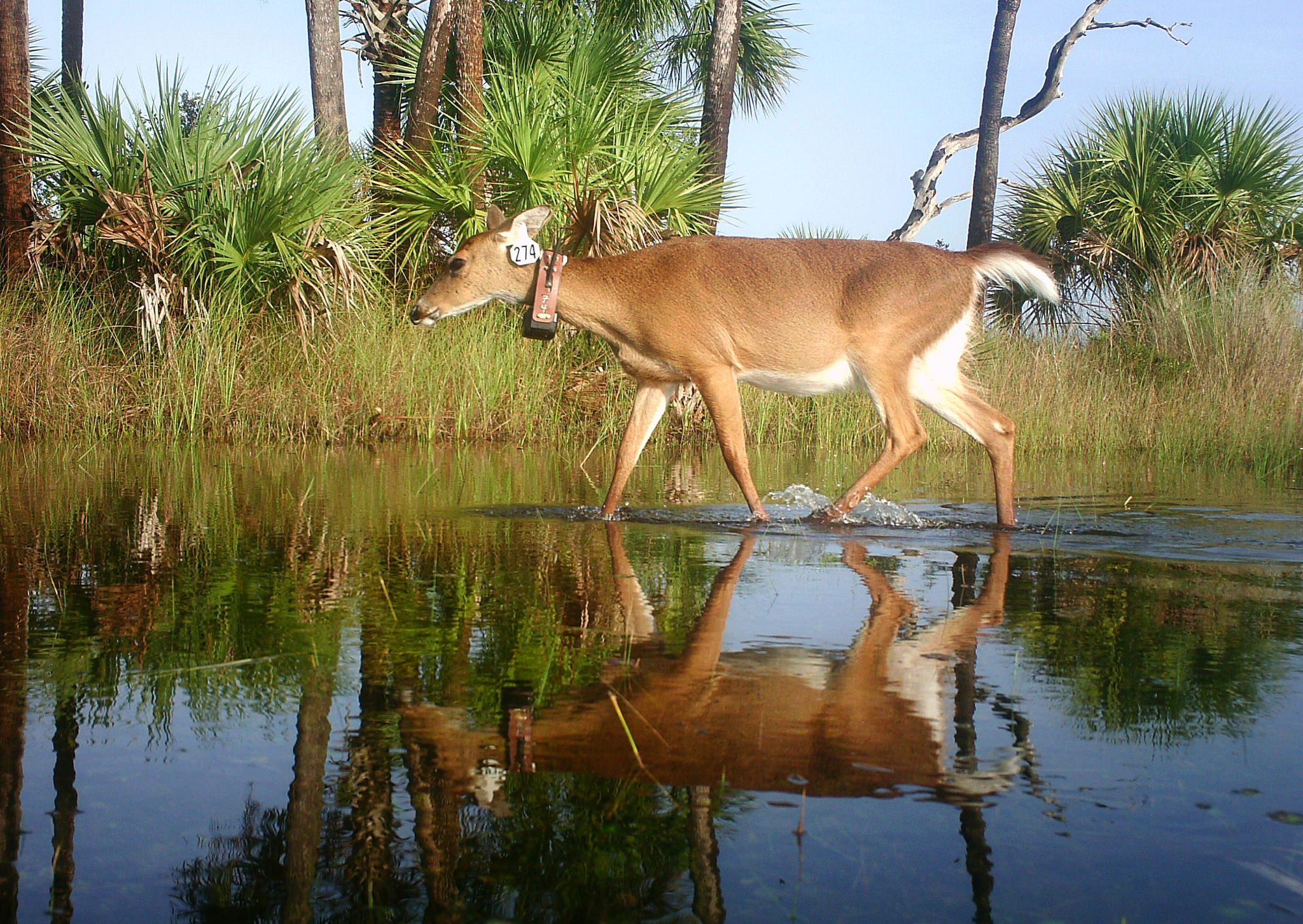 South Florida Deer Research Project – Brad Walker