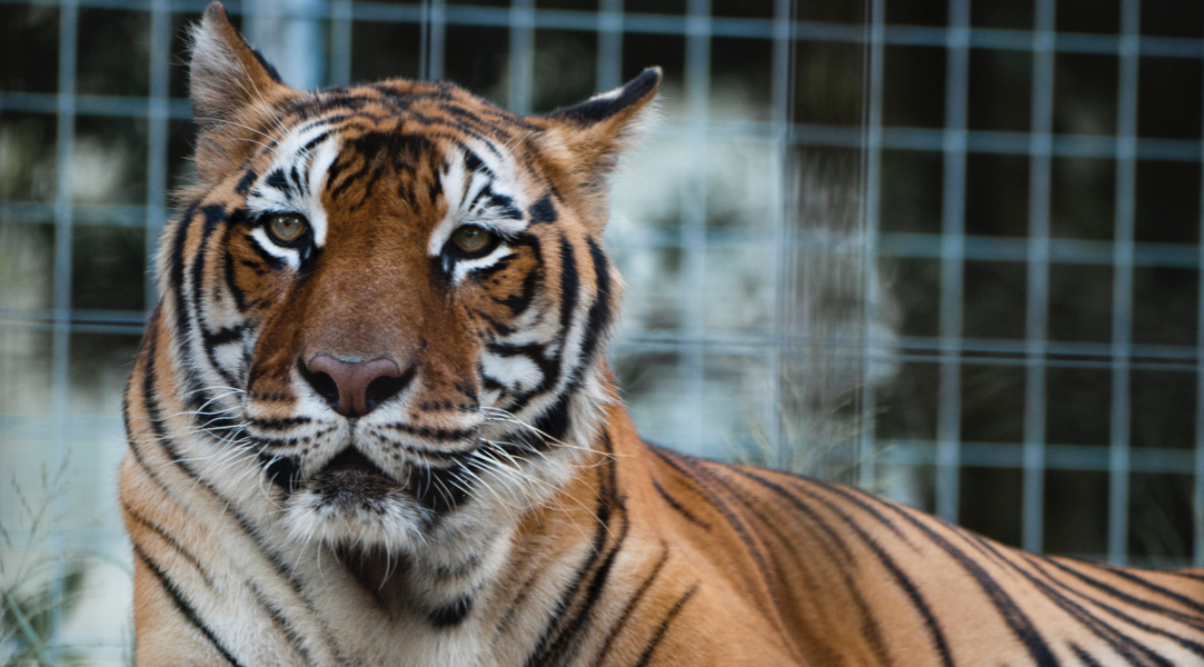 Big Cat Rescue Calls on Citizens to Help Pass Big Cats Bill – Brad Walker